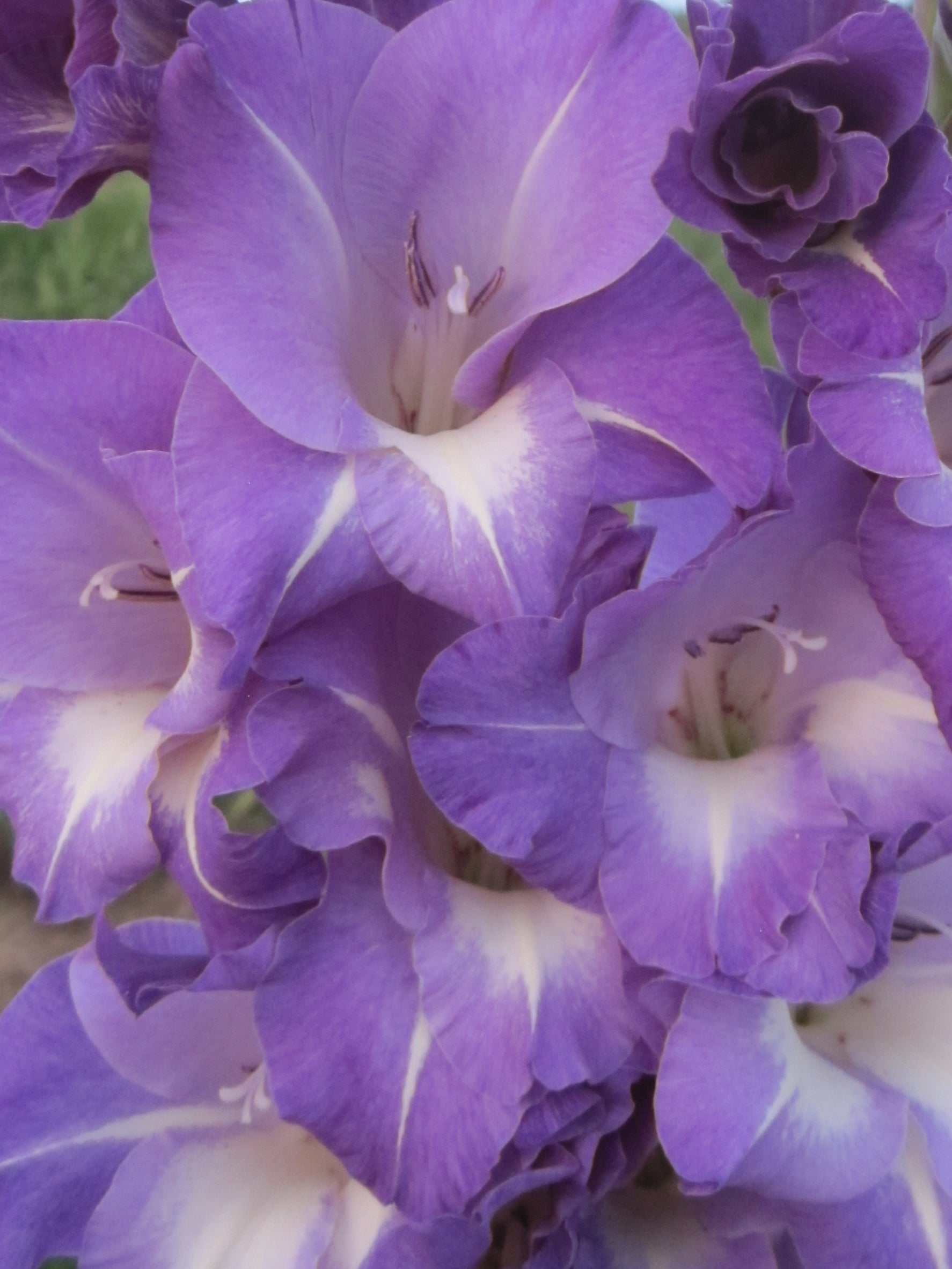 Blue/Violet – PeetersGlads