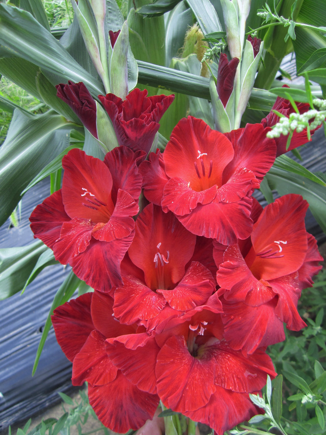 Red – tagged "Red" – PeetersGlads