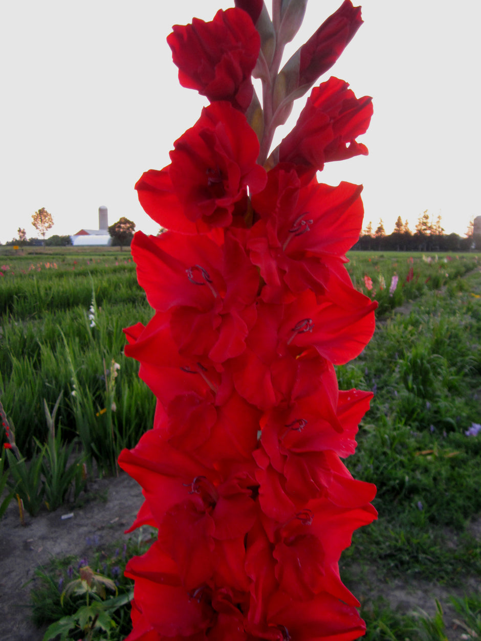 Red – tagged "Red" – PeetersGlads