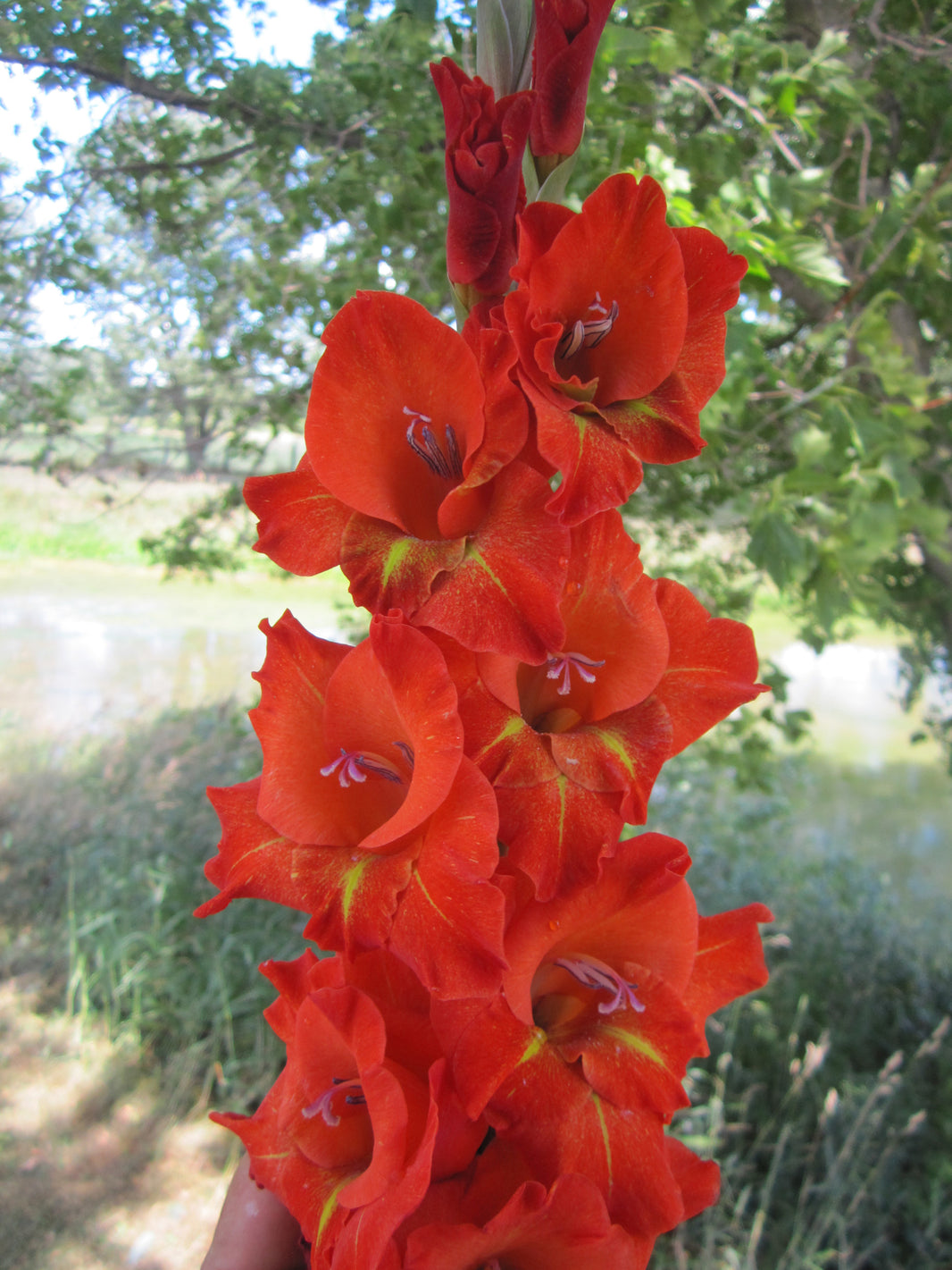 Red – tagged "Red" – PeetersGlads