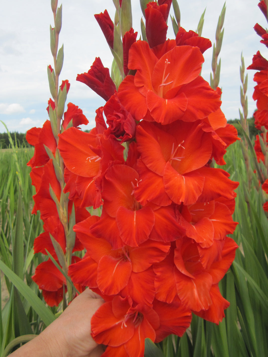 Red – tagged "Red" – PeetersGlads