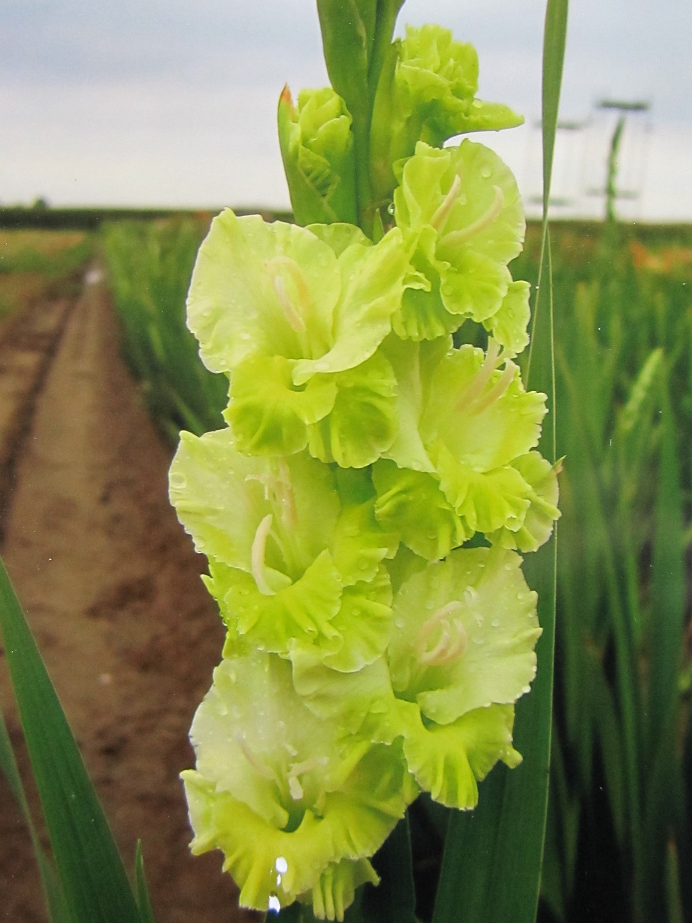 Green Envy (Hartline 2019) 204 M – PeetersGlads