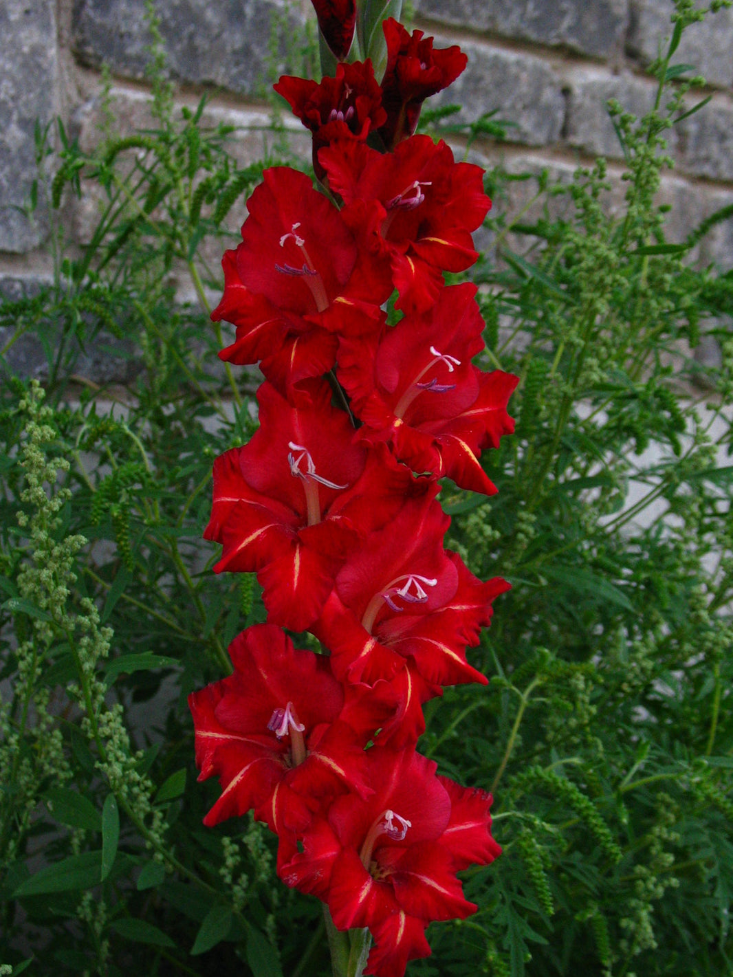 Red – tagged "Red" – PeetersGlads