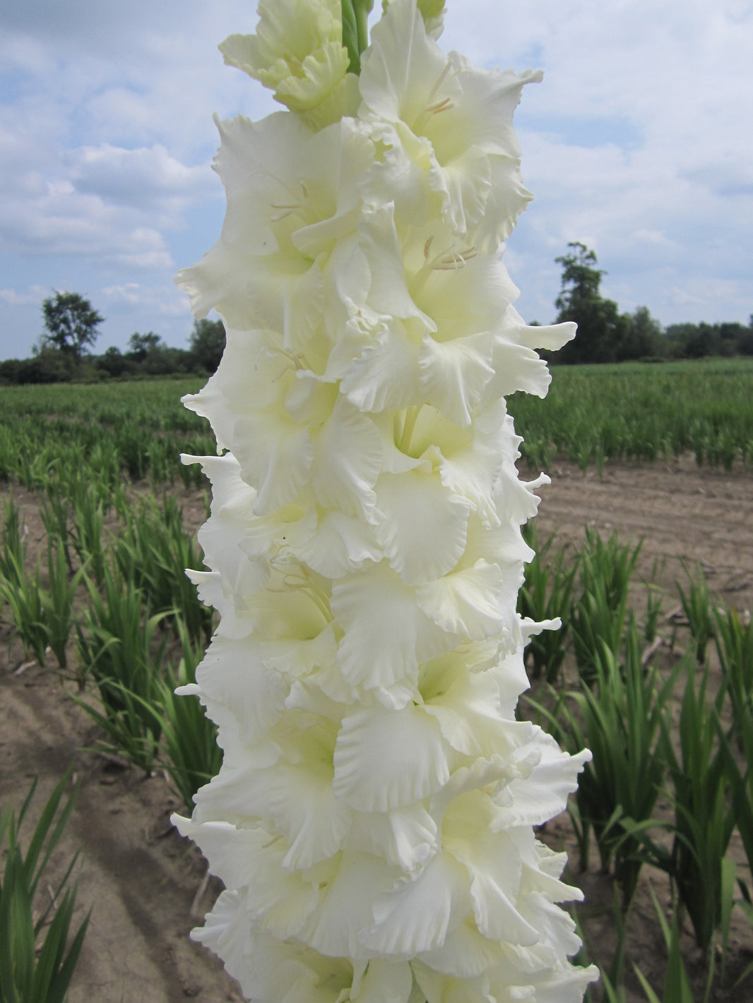 Products – Page 6 – PeetersGlads
