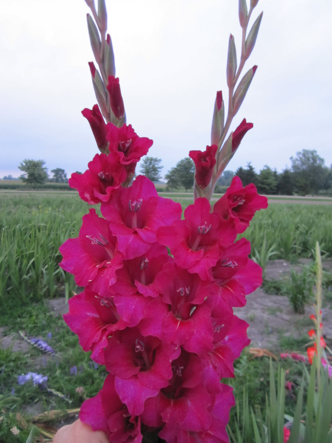 Products – Page 6 – PeetersGlads