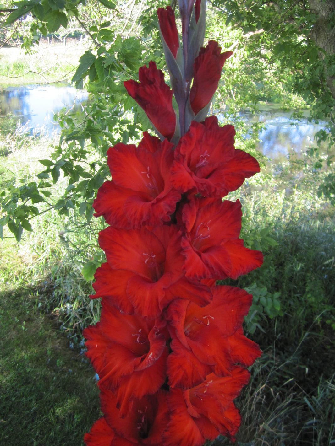 Red – tagged "Red" – PeetersGlads