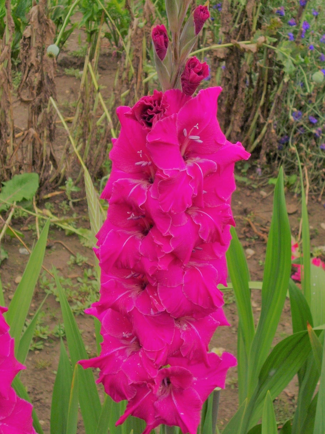 Sarah Catherine (Peeters 2002) 465 M – PeetersGlads